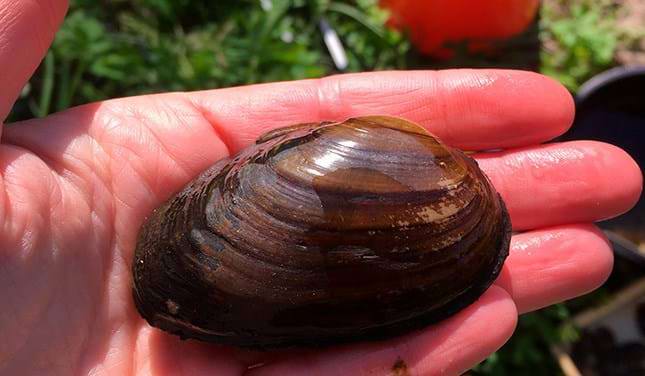 Næstved Kommune udsætter inficerede fisk for at hjælpe sjælden musling